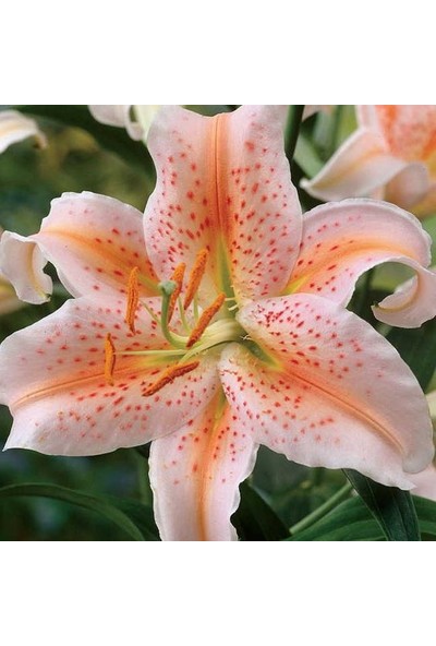 Kamondo Tohum 3 Adet Özel Renkli Çilli Zambak Çiçeği Soğanı Kokulu