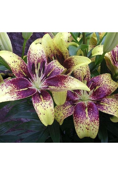 Kamondo Tohum 3 Adet Sarı-Mor Göbekli Çilli Zambak Çiçeği Soğanı Kokulu Kamondo Tohum 3 Adet Sarı-Mor Göbekli Çilli Zambak Çiçeği Soğanı Kokulu