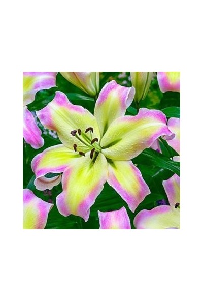 Kamondo Tohum 3 Adet Özel Renkli Ithal Zambak Çiçeği Soğanı Kokulu