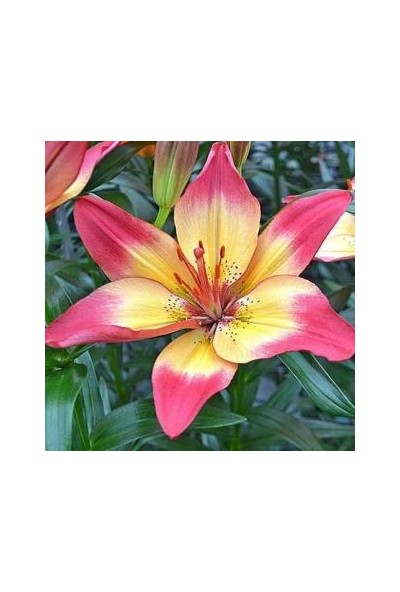 Kamondo Tohum 3 Adet Pembe-Sarı Renkli Zambak Çiçeği Soğanı Kokulu Kamondo Tohum 3 Adet Pembe-Sarı Renkli Zambak Çiçeği Soğanı Kokulu