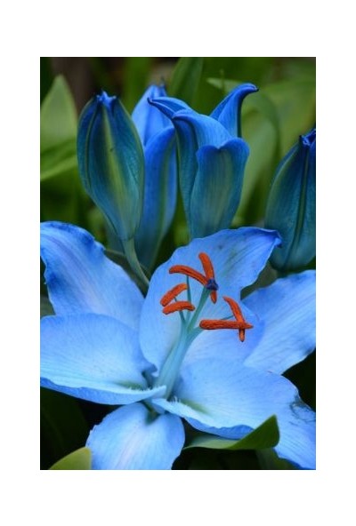 Kamondo Tohum 3 Adet Bebe Mavisi Zambak Çiçeği Soğanı Kokulu