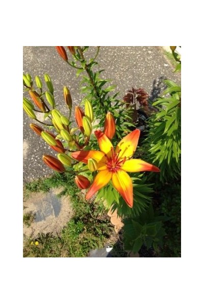 Kamondo Tohum 3 Adet Turuncu-Sarı Göbekli Zambak Çiçeği Soğanı Kokulu Kamondo Tohum 3 Adet Turuncu-Sarı Göbekli Zambak Çiçeği Soğanı Kokulu