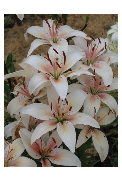 Kamondo Tohum 2 Adet Soft Renkli Zambak Çiçeği Soğanı