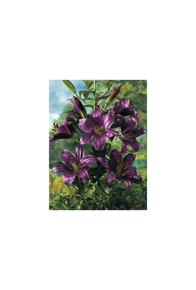 Kamondo Tohum 2 Adet Koyu Mor Renkli Zambak Çiçeği Soğanı Kamondo Tohum 2 Adet Koyu Mor Renkli Zambak Çiçeği Soğanı