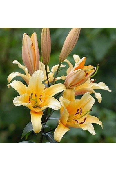 Kamondo Tohum 2 Adet Soft Sarı Renkli Zambak Çiçeği Soğanı