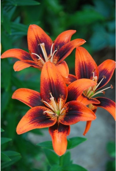 Kamondo Tohum 2 Adet Siyah-Turuncu Renkli Zambak Çiçeği Soğanı Kamondo Tohum 2 Adet Siyah-Turuncu Renkli Zambak Çiçeği Soğanı