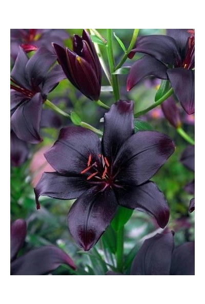 Kamondo Tohum 2 Adet Koyu Siyah Renkli Zambak Çiçeği Soğanı