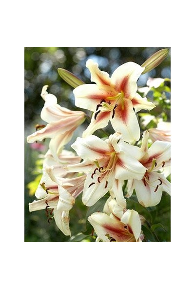 Kamondo Tohum 2 Adet Soft Renkli Zambak Çiçeği Soğanı Kokulu