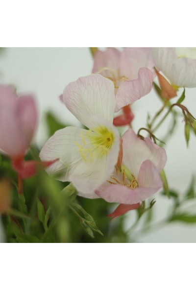 Işık Peyzaj Oenthera Berlandierii - Ezan Çiçeği Işık Peyzaj Oenthera Berlandierii - Ezan Çiçeği