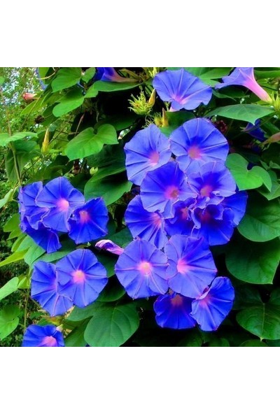 Euro Vapur Dumanı Çiçeği 10+ Tohum