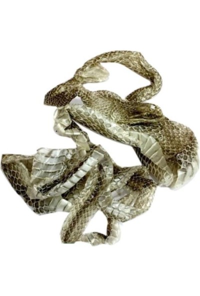 Aktar Store Yılan Derisi Yılan Gömleği 10-20 Cm Aktar Store Yılan Derisi Yılan Gömleği 10-20 Cm