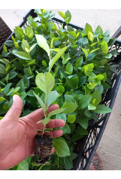 İstanbul Tropikal Aronya (Aronia) Fidanı Tüplü Viking Chokeberry İstanbul Tropikal Aronya (Aronia) Fidanı Tüplü Viking Chokeberry