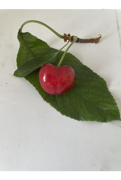 Salihli Kadın Girişimi Salihli Kirazı 3 kg