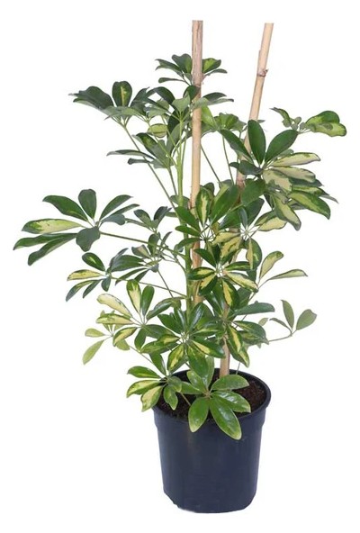 Endu Şeflera Çift Köklü Schefflera Beş Parmak Bitkisi 50/60 cm Endu Şeflera Çift Köklü Schefflera Beş Parmak Bitkisi 50/60 cm