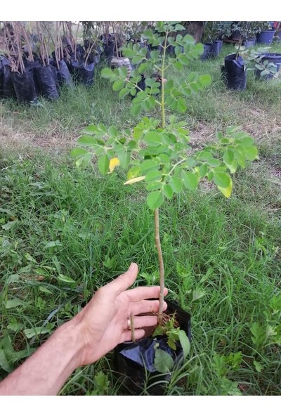 Tropikal Tüplü Moringa Ağacı Fidanı (50 60 Cm) Tropikal Tüplü Moringa Ağacı Fidanı (50 60 Cm)