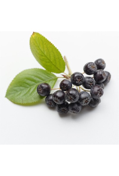 Şanguloğlu Tarım Aronya Fidanı Tüplü Şanguloğlu Tarım Aronya Fidanı Tüplü