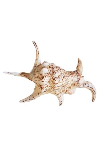 Canlı Petshop Deniz Kabuğu Şiregra Boynuzlu 20 cm 1 Adet Canlı Petshop Deniz Kabuğu Şiregra Boynuzlu 20 cm 1 Adet