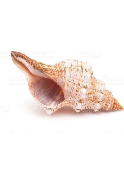 Canlı Petshop Trepezyum Deniz Kabuğu 1 Adet 12-15CM Canlı Petshop Trepezyum Deniz Kabuğu 1 Adet 12-15CM