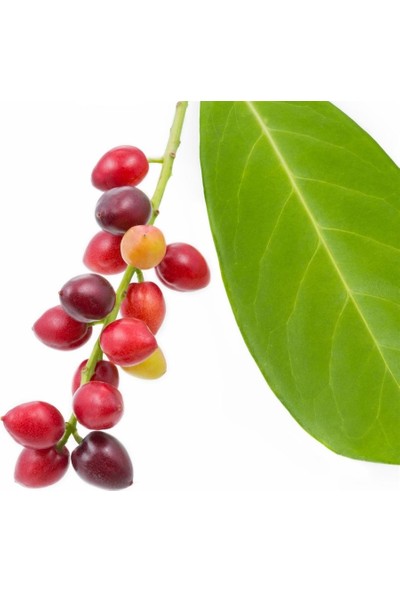 Şanguloğlu Tarım Karayemiş Fidanı Tüplü 1 Yaş