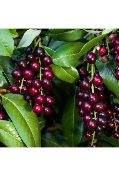 Şanguloğlu Tarım Karayemiş Fidanı Tüplü 3 Yaş