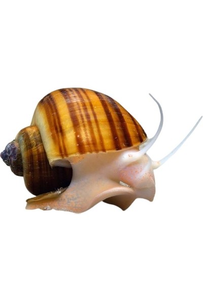 Canlı Petshop Elma Salyangozu Kahverengi 50 Adet (25 Erkek 25 Dişi) Yavru Makinası Tr De Tek Canlı Petshop Elma Salyangozu Kahverengi 50 Adet (25 Erkek 25 Dişi) Yavru Makinası Tr De Tek