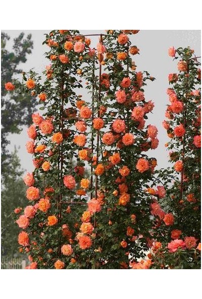 Çilek Diyarı 3 Adet Sarmaşık Turuncu Gül Fidanı Saksıldır Çilek Diyarı 3 Adet Sarmaşık Turuncu Gül Fidanı Saksıldır