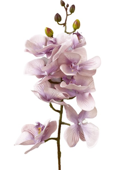 Hediye Vitrini Islak Orkide Yapay Çiçek Orkide Lila Islak Orkide 75 cm Hediye Vitrini Islak Orkide Yapay Çiçek Orkide Lila Islak Orkide 75 cm