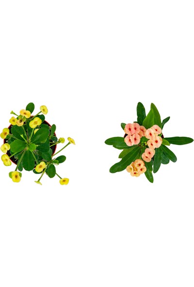 Euphorbia Milii Dikenler Tacı 2'li Set
