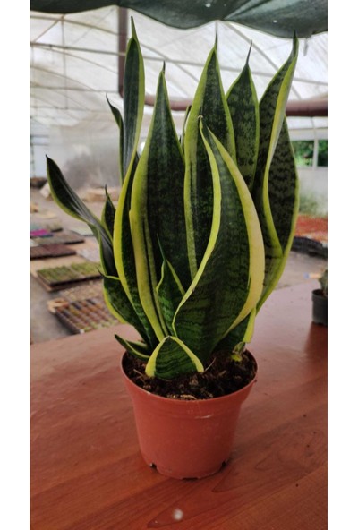 Fintarla Bodur Bol Yavrulu Paşa Kılıcı Sansevaria Peygamber Kılıcı Çiçeği 50 cm Fintarla Bodur Bol Yavrulu Paşa Kılıcı Sansevaria Peygamber Kılıcı Çiçeği 50 cm