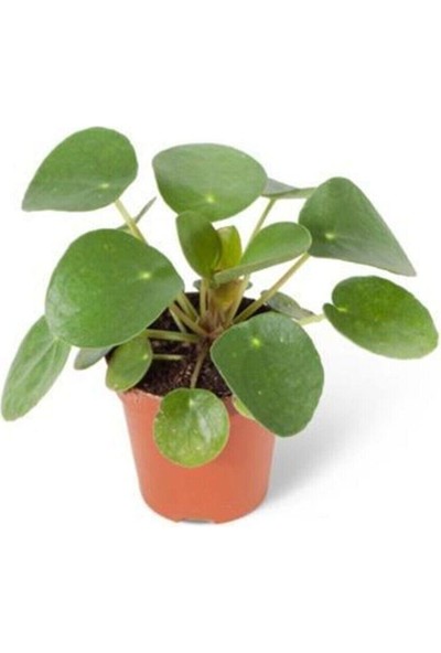 Bebek Pilea Çiçeği Baby Pilea Peperomioides Çin Para Ev Bitkisi Bebek Pilea Çiçeği Baby Pilea Peperomioides Çin Para Ev Bitkisi