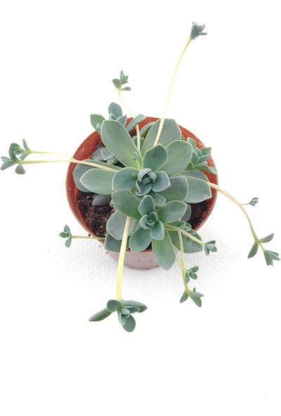 Fintarla Orostachys Iwarenge – Bangkoklu Sukulent (Nadir Tür) Fintarla Orostachys Iwarenge – Bangkoklu Sukulent (Nadir Tür)