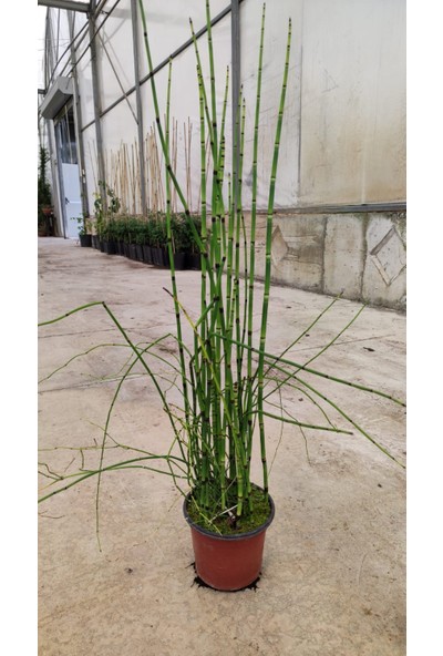 Fintarla Equisetum Hyemale At Kuyruğu Bitkisi 50-60 cm Fintarla Equisetum Hyemale At Kuyruğu Bitkisi 50-60 cm