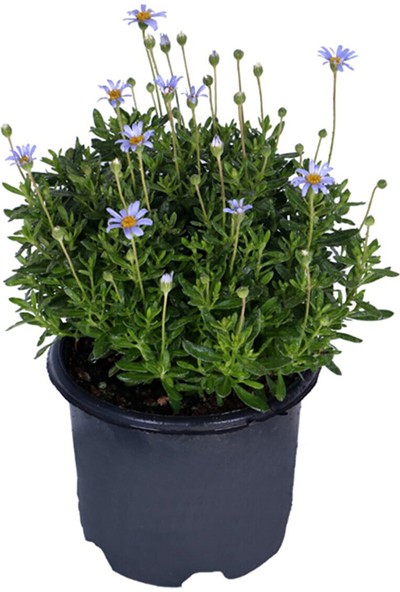 Fintarla Mavi Papatya ‘felisya’ (Felicia Amelloides) Yaz Bitkisi Fintarla Mavi Papatya ‘felisya’ (Felicia Amelloides) Yaz Bitkisi