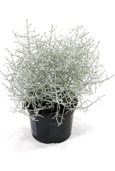 Fintarla Gümüş Çalısı Bitkisi Calocephalus Brownii Silver Bush Plant Dekoratif Bahçe Fintarla Gümüş Çalısı Bitkisi Calocephalus Brownii Silver Bush Plant Dekoratif Bahçe