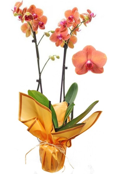 Fintarla Phalaenopsis Surf Song Turuncu Ithal Orkide Fintarla Phalaenopsis Surf Song Turuncu Ithal Orkide