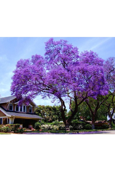 Açık Mor Çiçekli Çin Kavağı (Mor Pavlonya) Paulownia Tomentosa Pai, +120 Cm, Saksıda