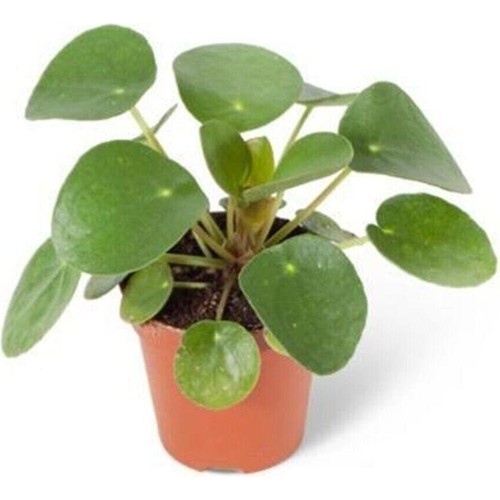 Bebek Pilea Çiçeği Baby Pilea Peperomioides Çin Para Ev Fiyatı