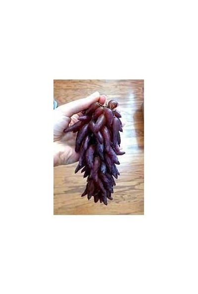 Çiçek Life Cadı Parmağı Üzüm Fidanı Tüplüdür 2 Yaş Çiçek Life Cadı Parmağı Üzüm Fidanı Tüplüdür 2 Yaş