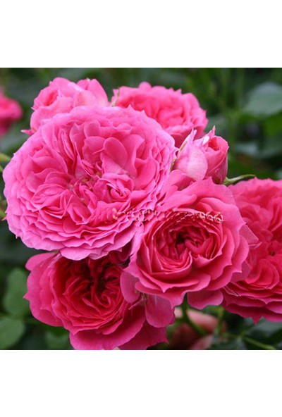 Çiçek Life Polyanna Pembe Gül Fidanı Kokulu Saksılı 30 40 cm Arası