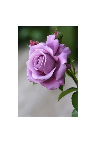 Çiçek Life Polyanna Lila Gül Fidanı Kokulu Saksılı 30 40 cm Arası