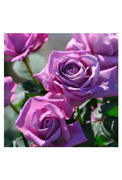 Çiçek Life Yediveren Mor Renk Gül Fidanı Saksılıdır