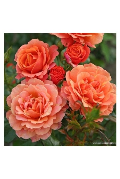 Çiçek Life Yediveren Yavruağzı Gül Fidanı Saksılıdır