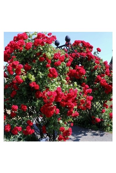 Çiçek Life Sarmaşık Kırmızı Renk Gül Fidanı Saksılıdır