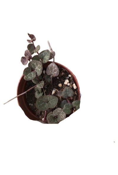 Ünal Kaktüs Ceropegia Woodii Kalp Kalbe Karşıçiçeği Ünal Kaktüs Ceropegia Woodii Kalp Kalbe Karşıçiçeği