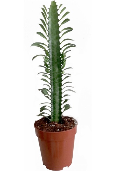 Toru Bahçe Euphorbia Trigona Rubra Yeşil Süt Ağacı 1 Lt Sak Sı Içinde 10/20 cm Toru Bahçe Euphorbia Trigona Rubra Yeşil Süt Ağacı 1 Lt Sak Sı Içinde 10/20 cm