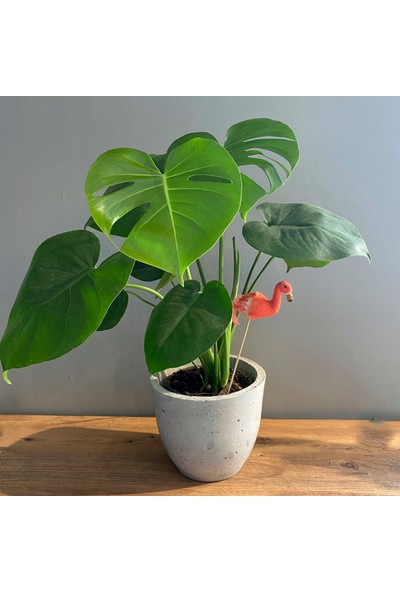 Gold Lotus Deve Tabanı 40-50 Cmmonstera Deliciosa