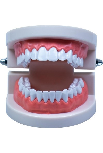 Hyd Insan Anatomisi Diş Çene Modeli Eğitici Maket Fen ve Biyoloji Dersleri Deney Maketi Hyd Insan Anatomisi Diş Çene Modeli Eğitici Maket Fen ve Biyoloji Dersleri Deney Maketi