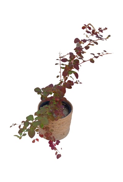 Lulubel Berberis Bitkisi Lulubel Berberis Bitkisi