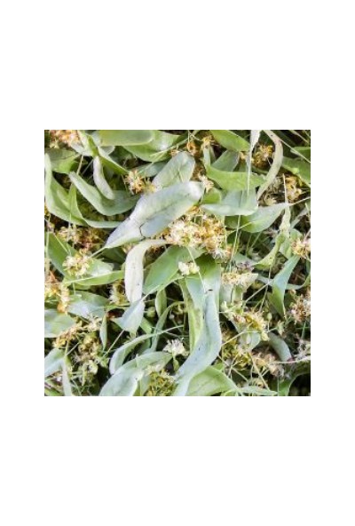 Ihlamur 20 G