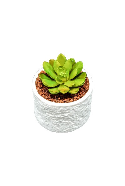 Saksıda Sukulent Çiçek